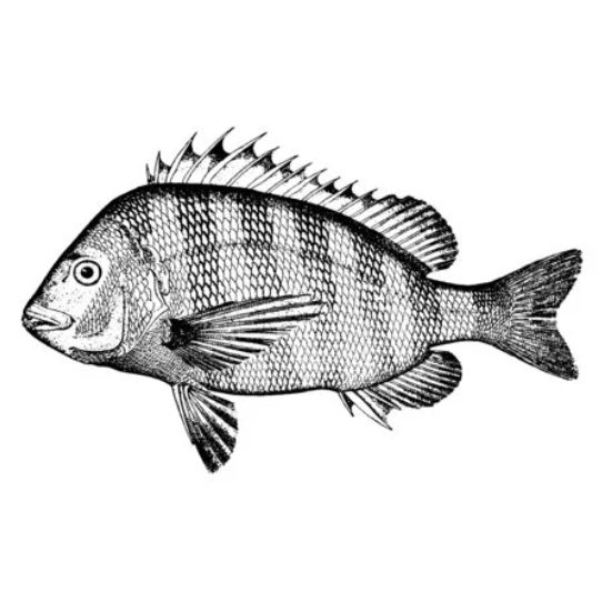 Sheepshead Drawing 2 | 92.5 Kickin' Country