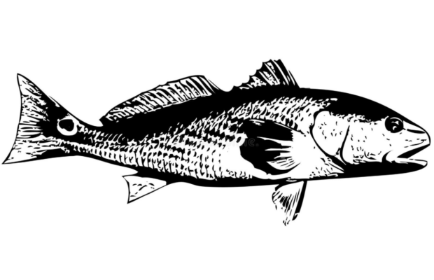 Redfish Icon SQUARE B&W | 92.5 Kickin' Country