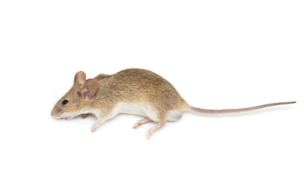 Jessica’s RAT!!! | 92.5 Kickin' Country